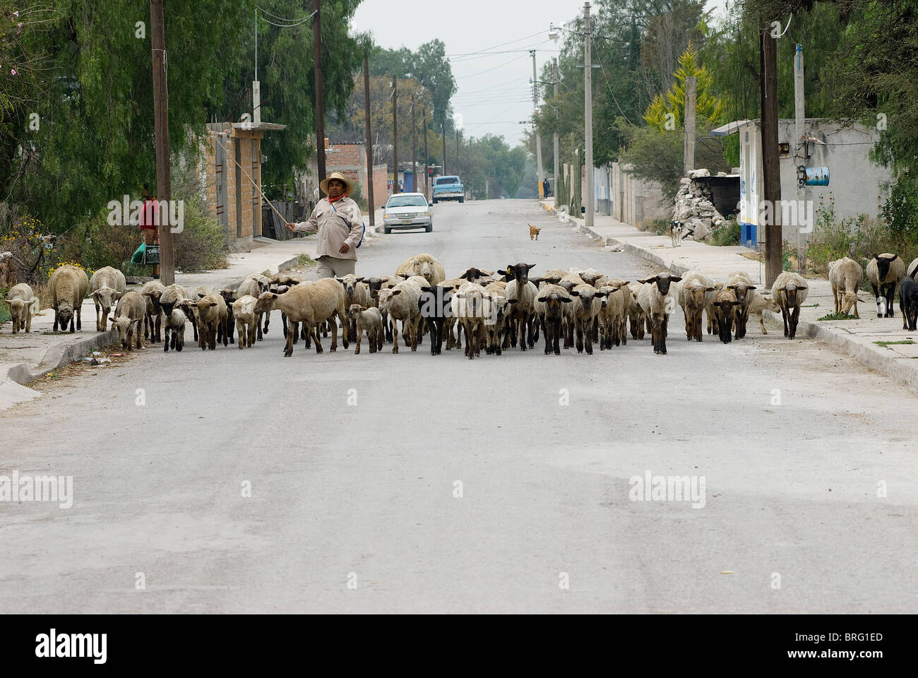 A shepherd moves his flock through the streets of Colonia Dhendó ...