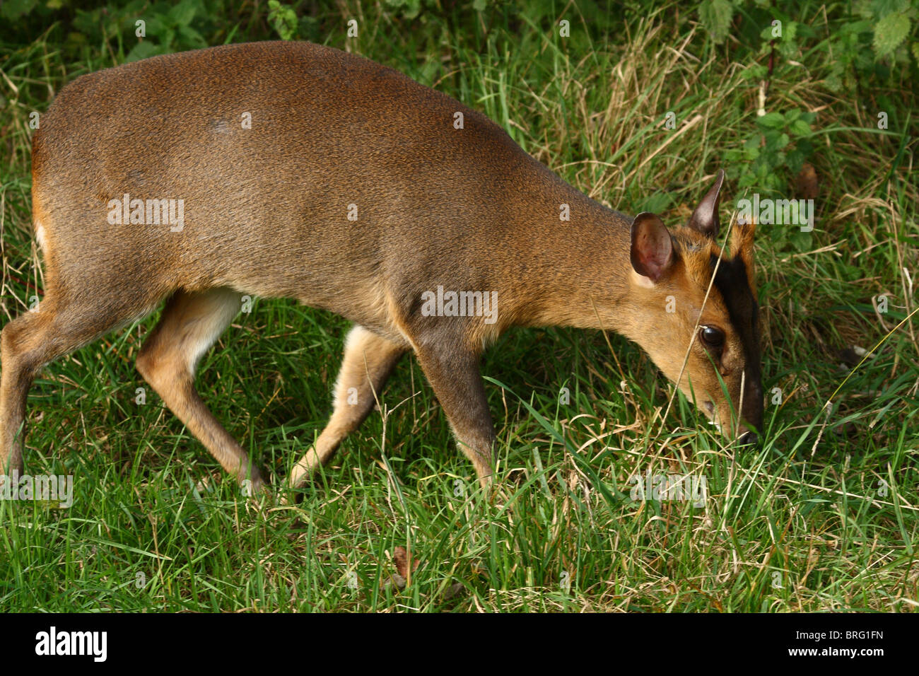 Muntjac (Muntiacus reevesi) - adult Stock Photo - Alamy