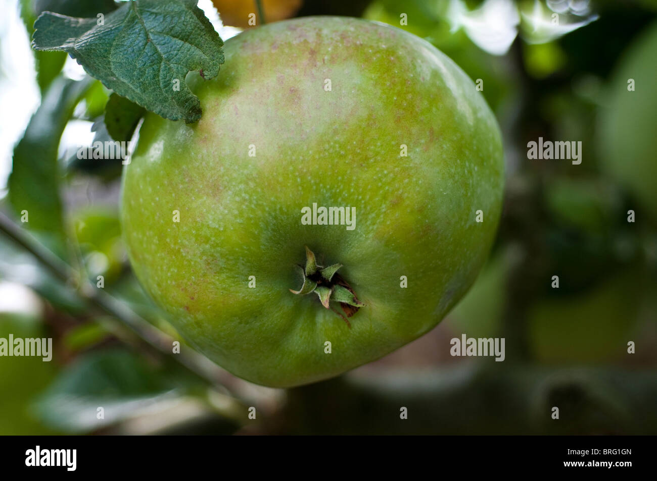 Apple HOWGATE WONDER Stock Photo - Alamy