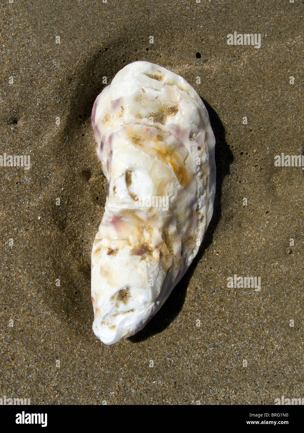 A shell in the sand of a beach on the French island of Ile de Re Stock ...