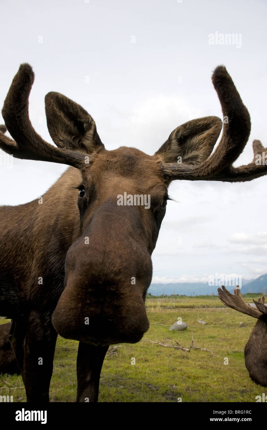 Alaska moose people hi-res stock photography and images - Alamy