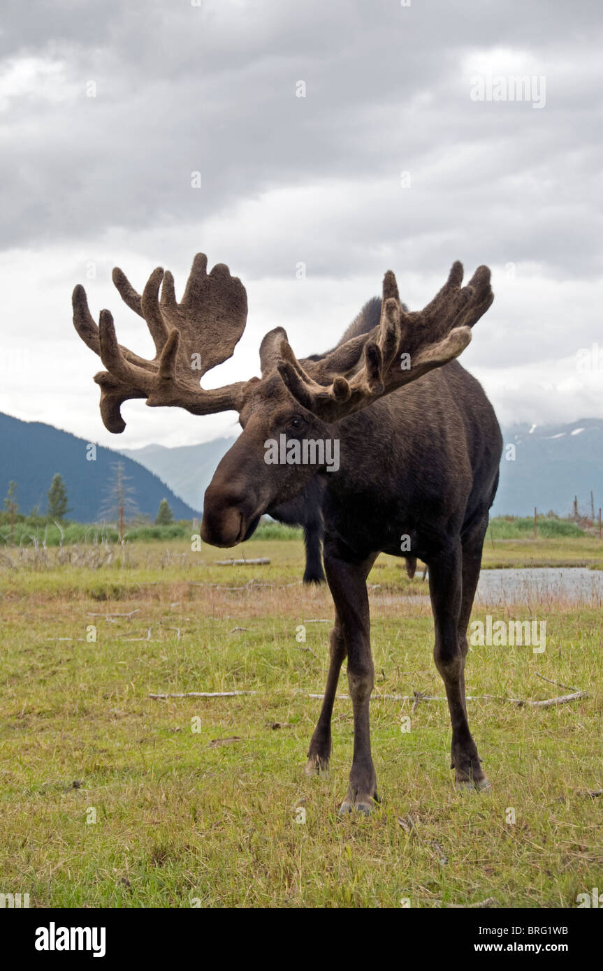 Alaska moose people hi-res stock photography and images - Alamy