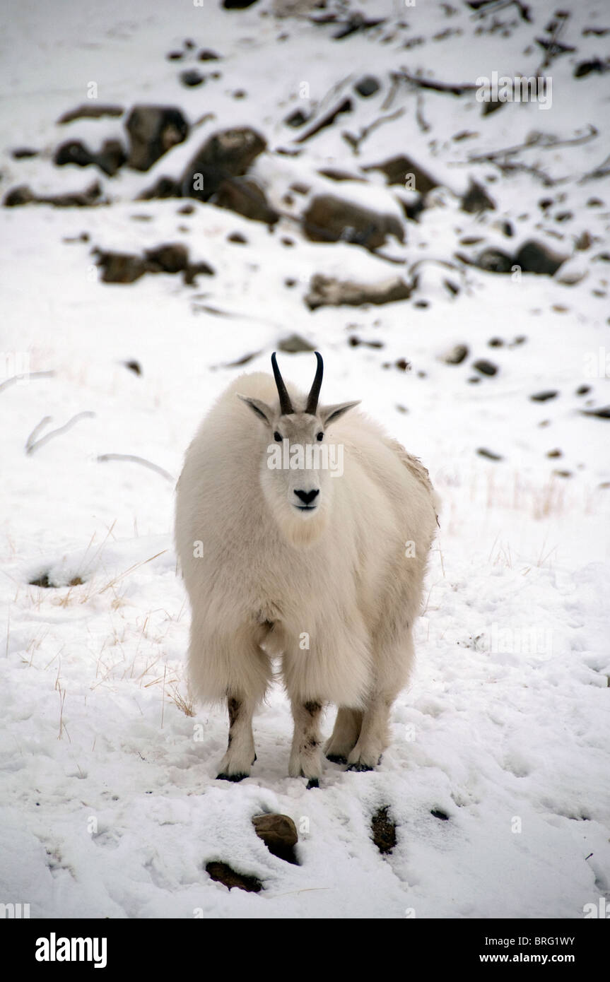 mountain goat-oreamnos americanus-yukon-canada-2008 Stock Photo - Alamy