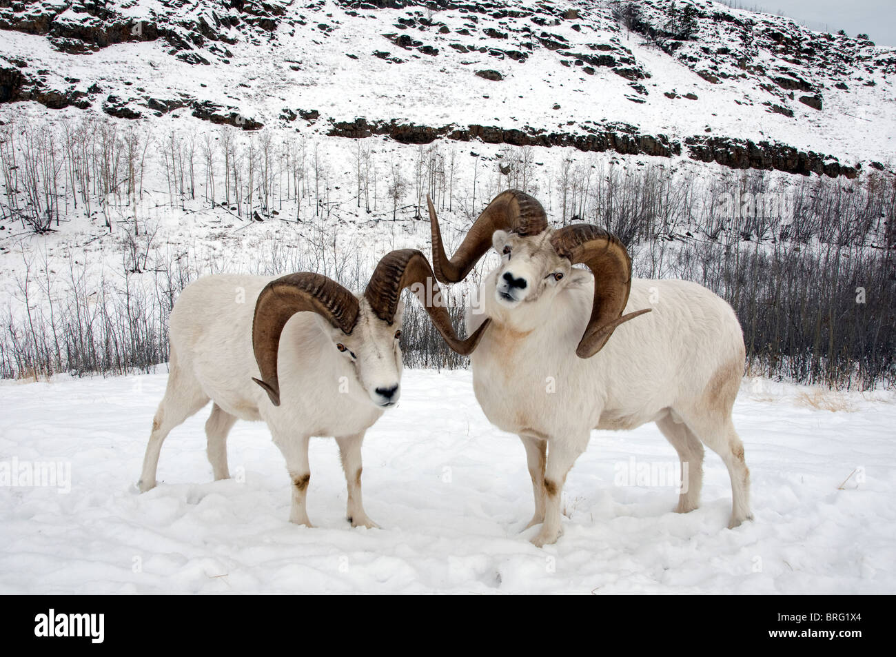 Dall sheep ovis dalli yukon hi-res stock photography and images - Alamy