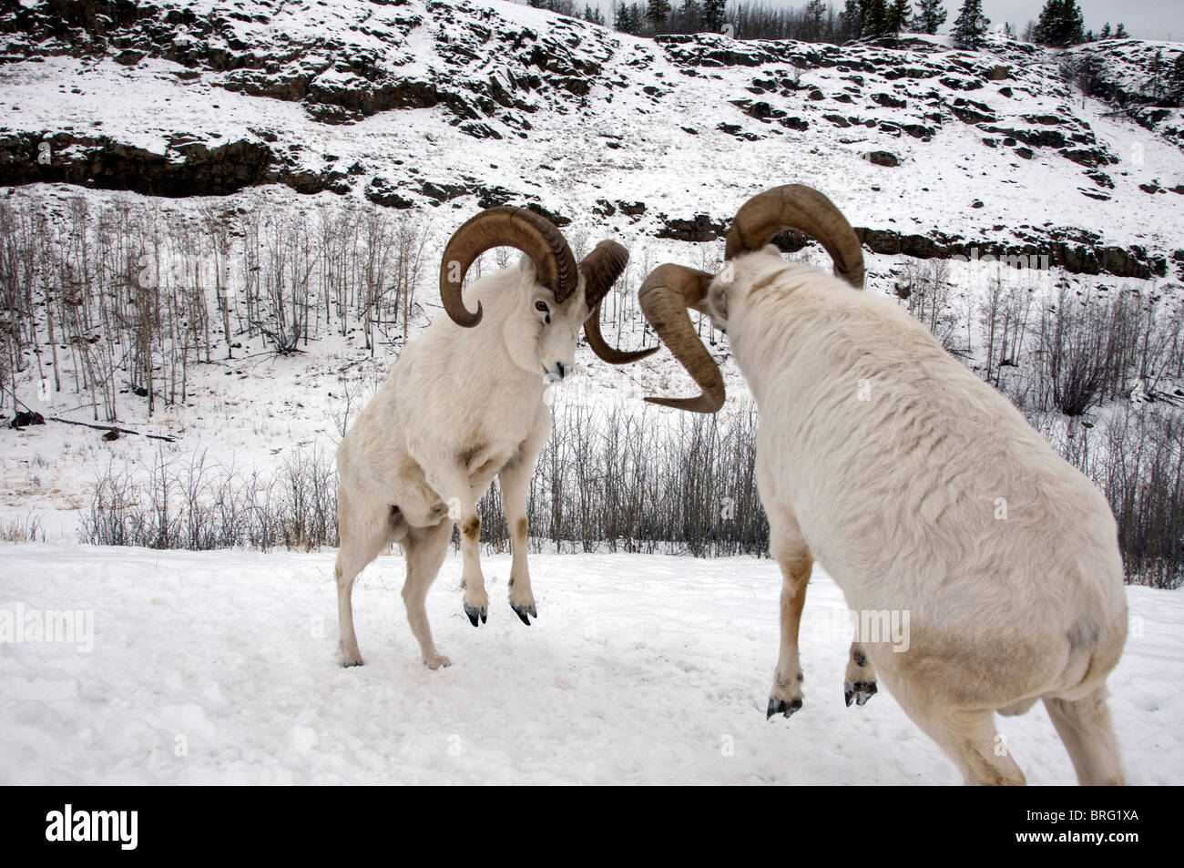 dall sheep-ovis dalli-fighting-yukon territory-canada-2008 Stock Photo ...