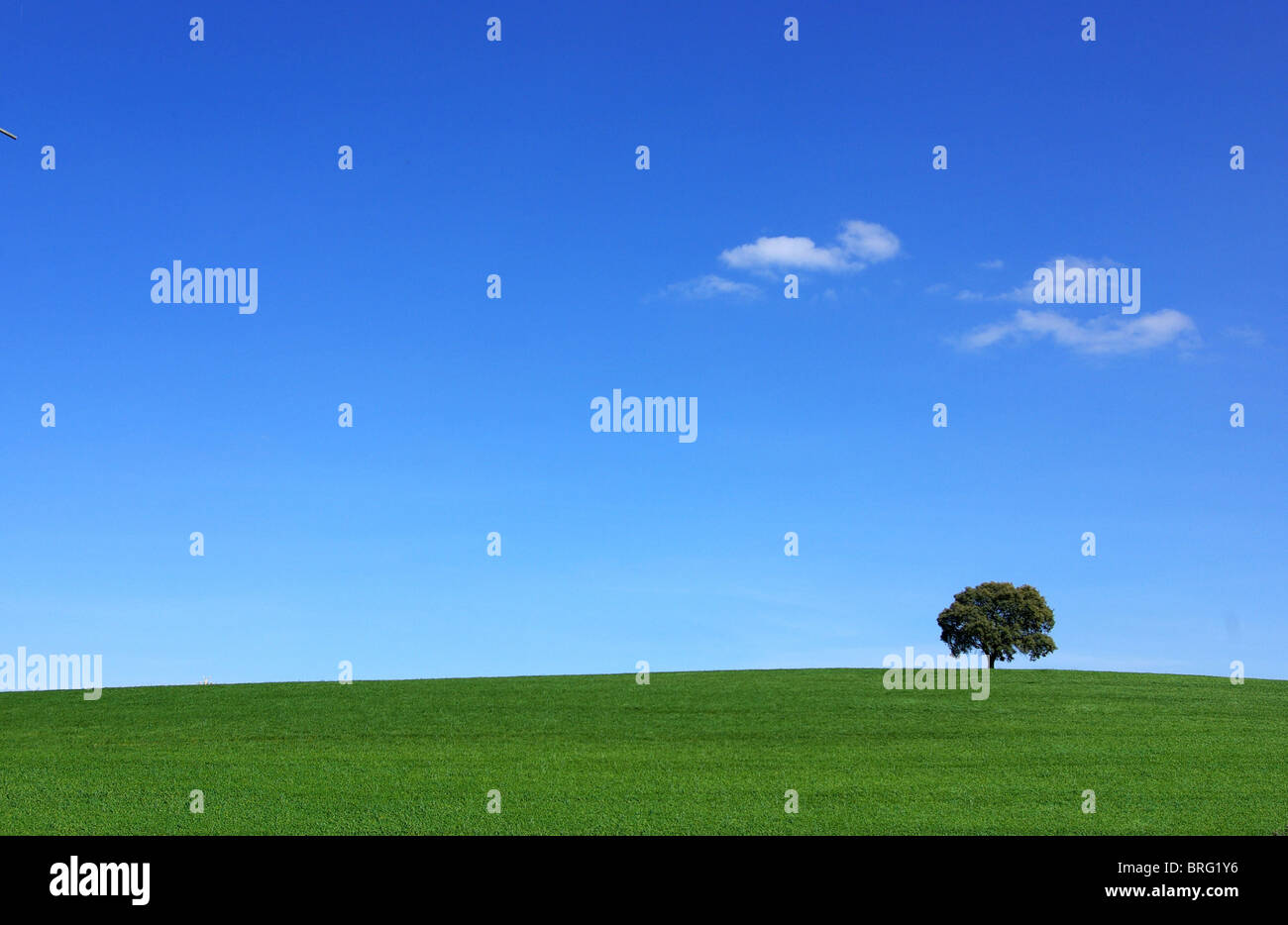Isolated tree in the green field Stock Photo - Alamy