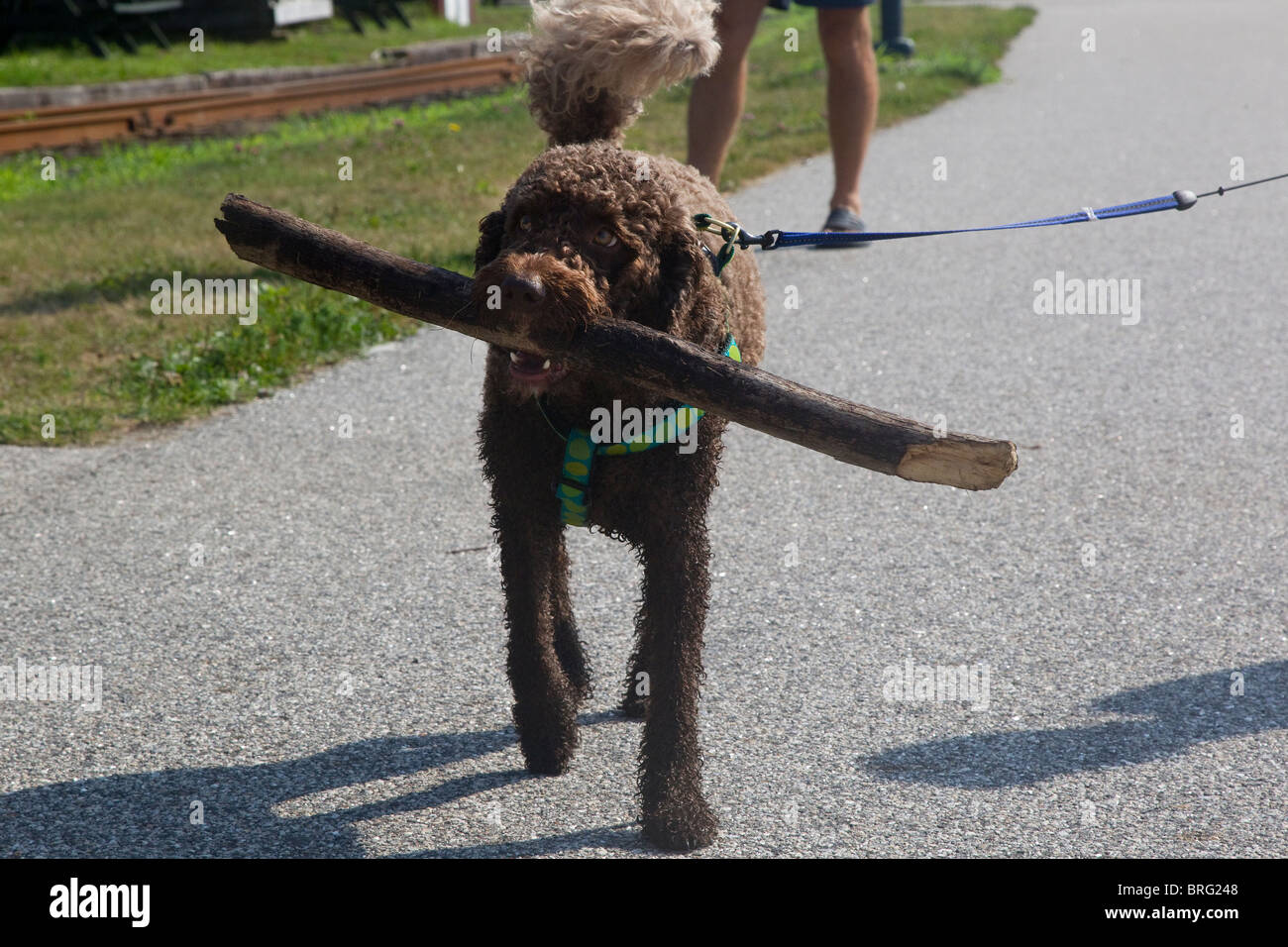 Brown Labradoodle dog carrying big stick on leash Stock Photo - Alamy