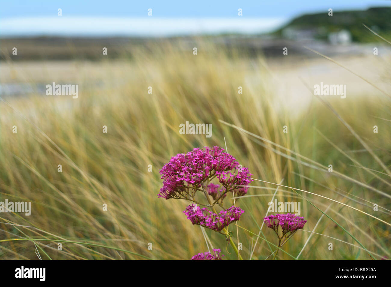 wild flowers in the sand dunes on the coast of the gower peninsula in ...