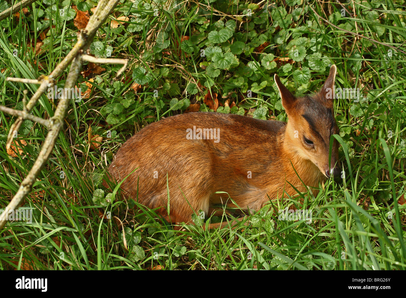 Muntjac (Muntiacus reevesi) - Fawn lying up in cover Stock Photo - Alamy