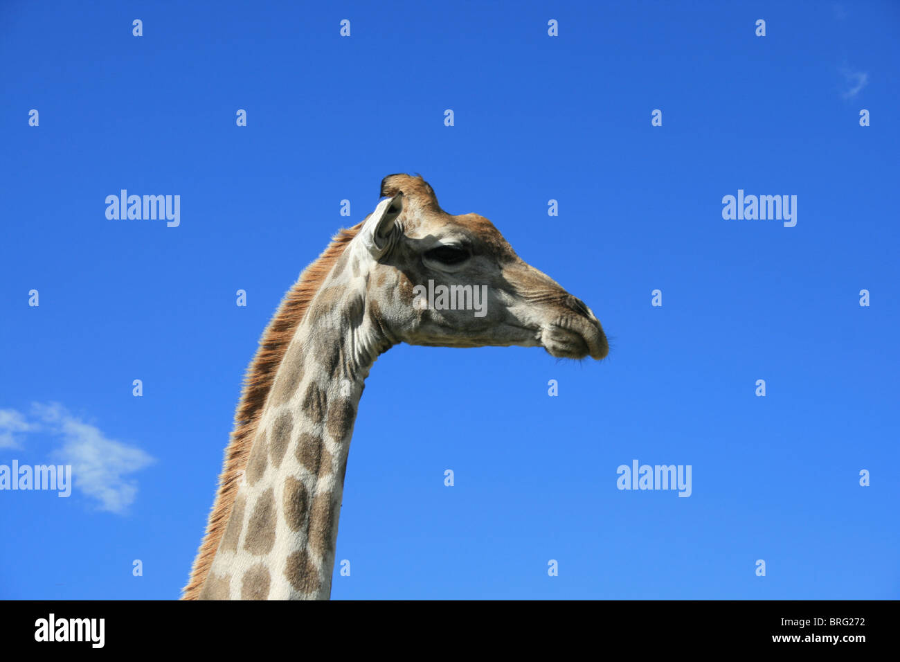 Giraffe Head Blue Sky High Resolution Stock Photography and Images - Alamy