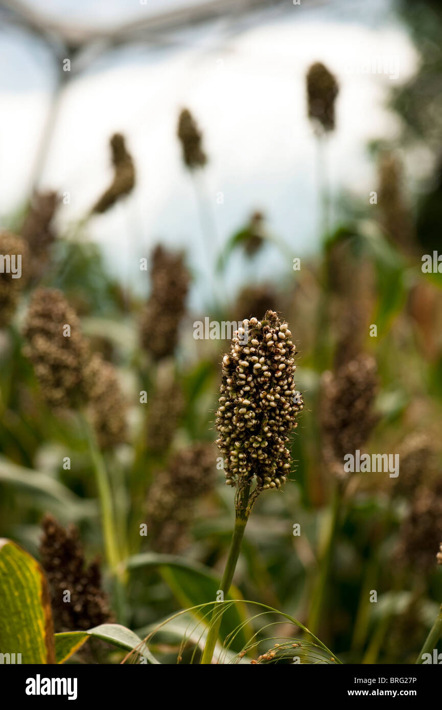 Durra hi-res stock photography and images - Alamy