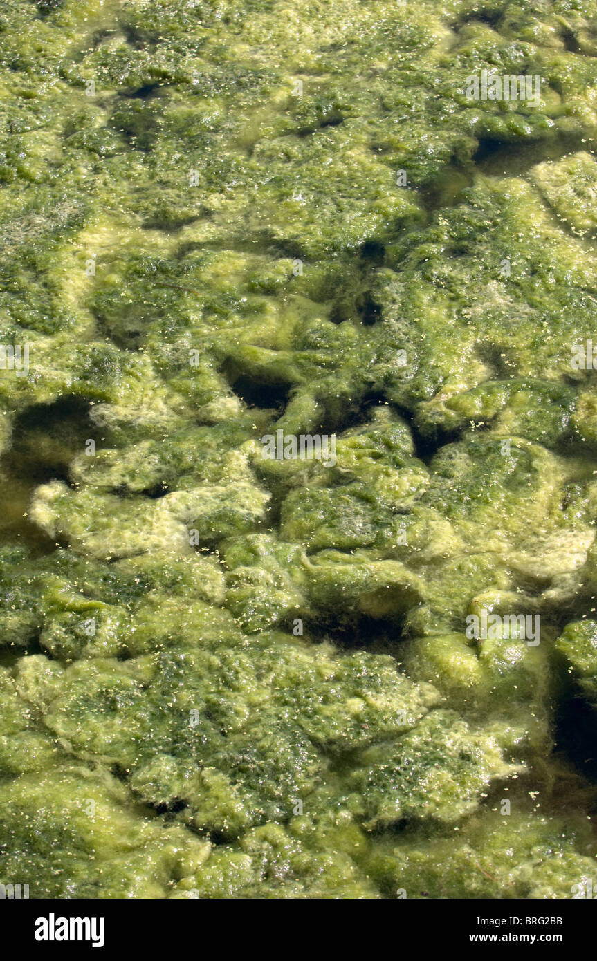 filamentous blue-green algae Stock Photo - Alamy
