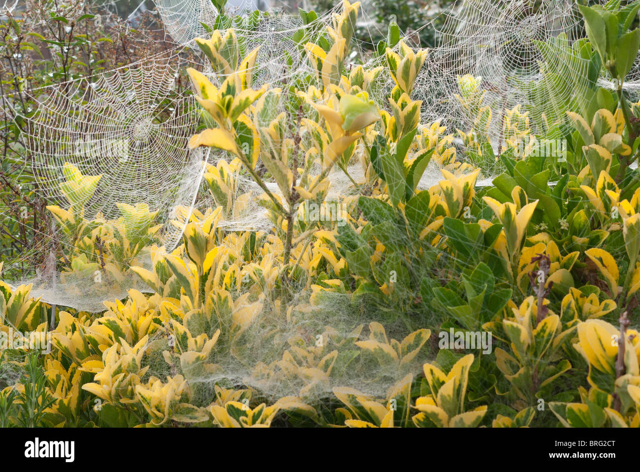 Spider's webs in my garden, misty Autumn morning 1 Stock Photo - Alamy