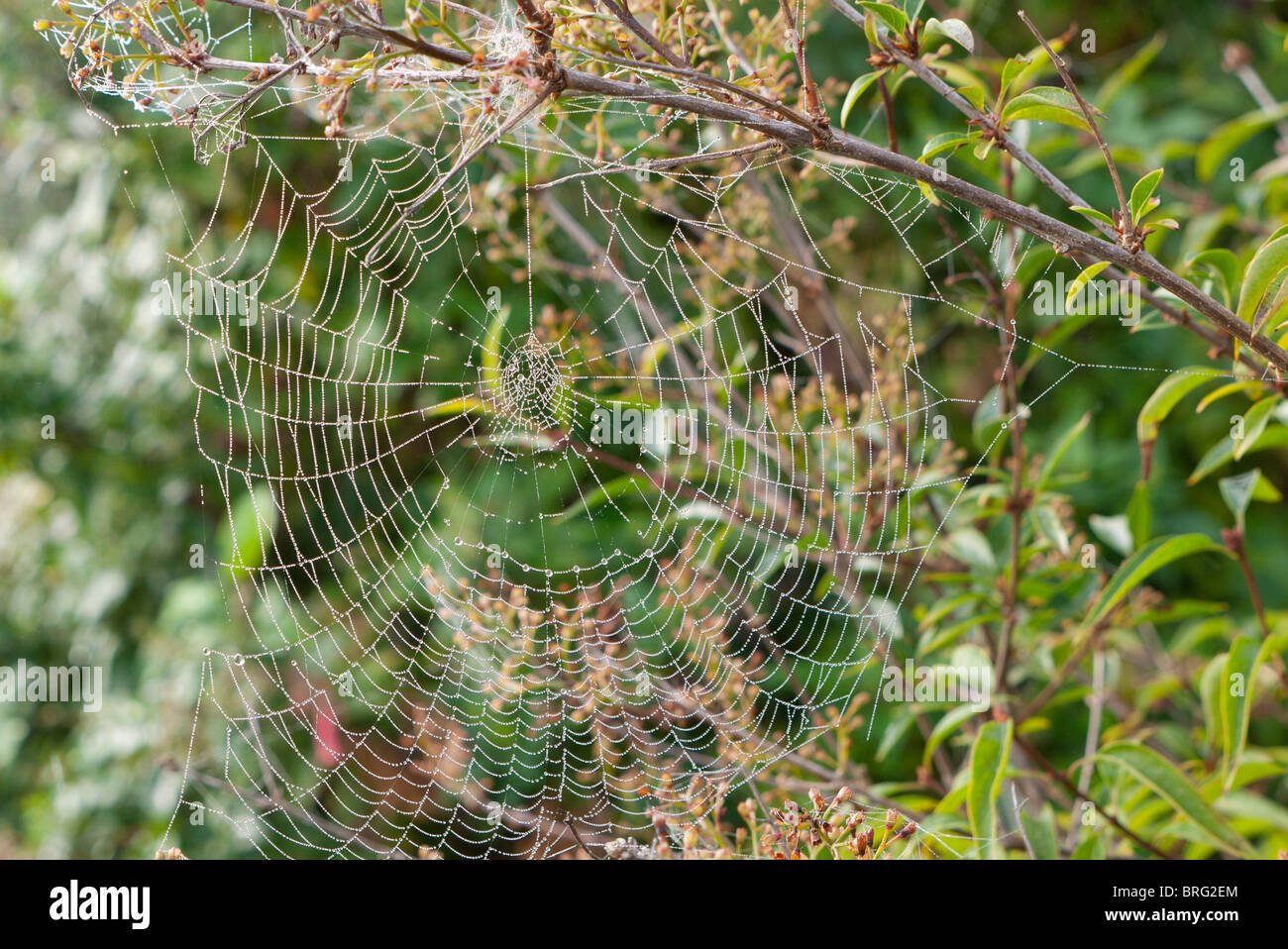 Spider's webs in my garden, misty Autumn morning 4 Stock Photo - Alamy