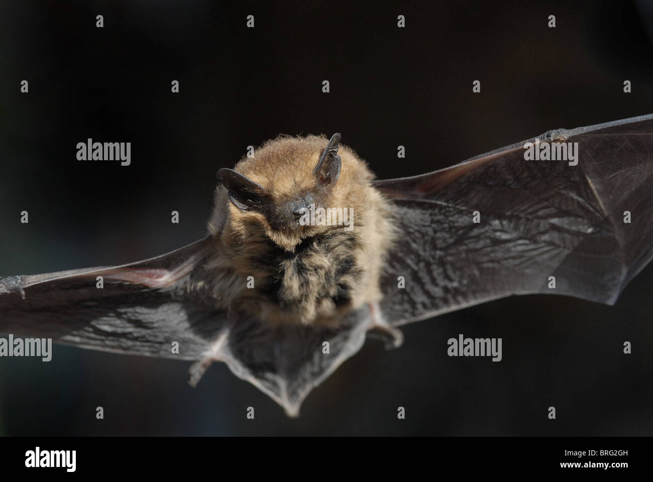 Pipistrelle bat (Pipistrellus pipistrellus Stock Photo - Alamy
