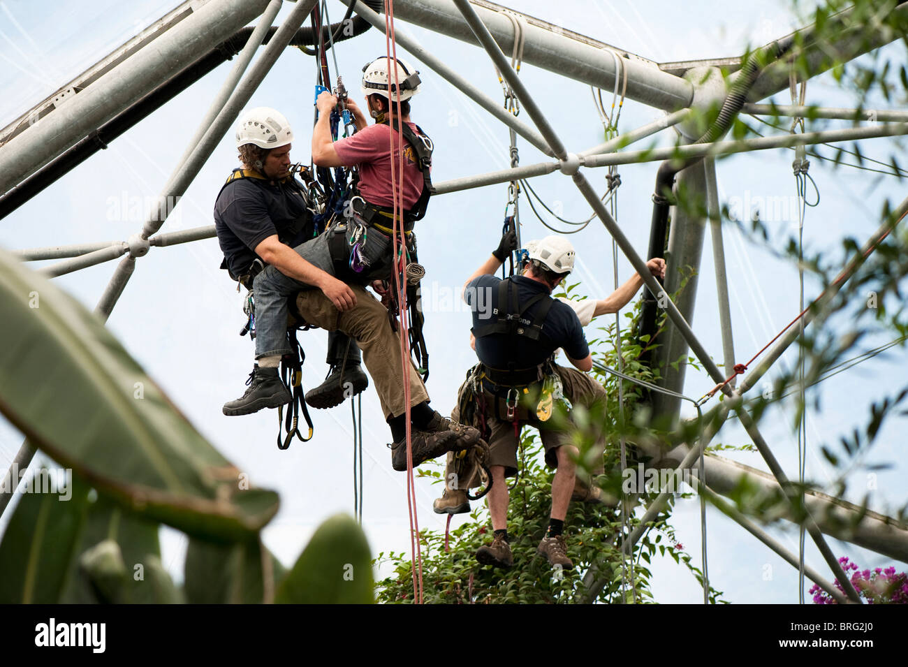 Men suspended from ropes inside the Mediterranean Biome at The Eden ...