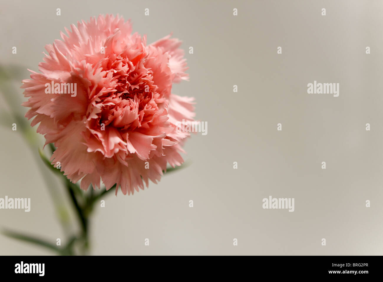 Pink Carnation Flower Stock Photo - Alamy