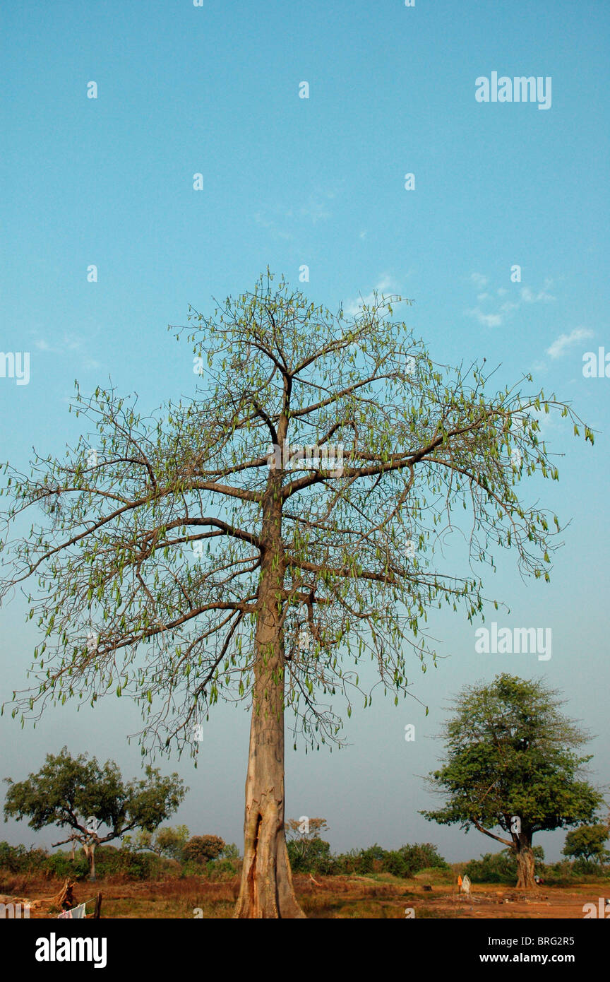Pods kapok tree ceiba pentandra hi-res stock photography and images - Alamy