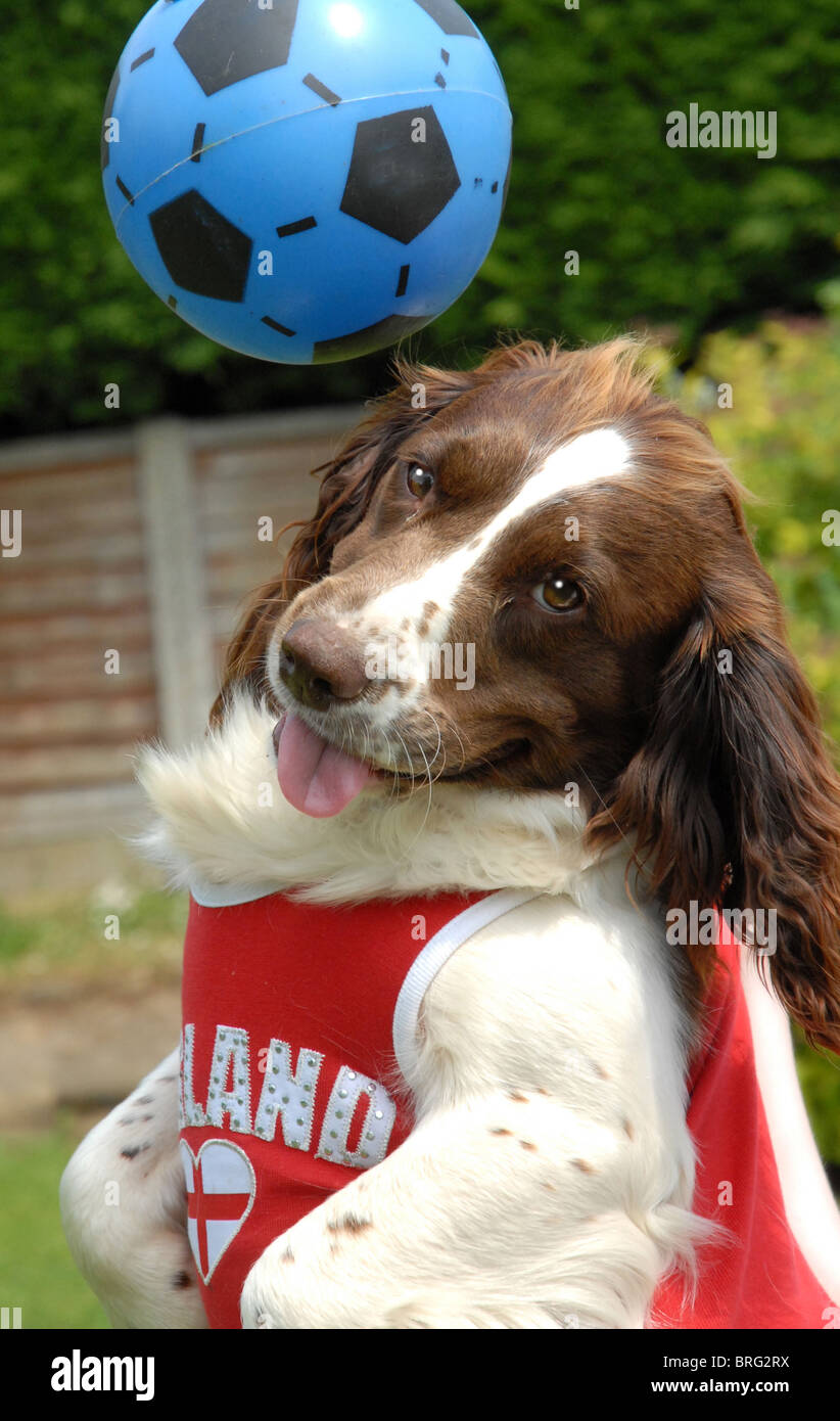 Spaniel jumping ball hi-res stock photography and images - Alamy