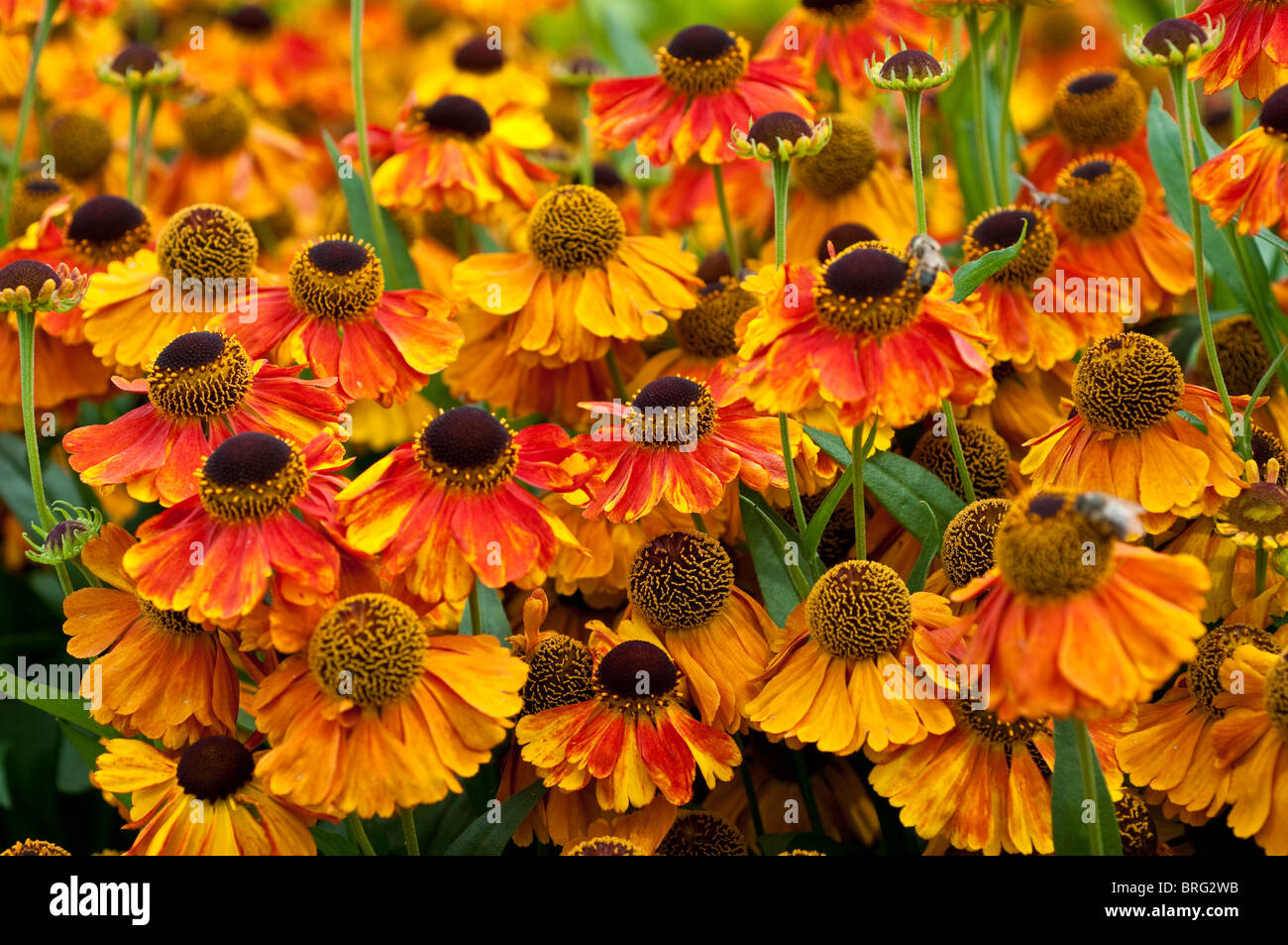 Helenium sahins hi-res stock photography and images - Alamy