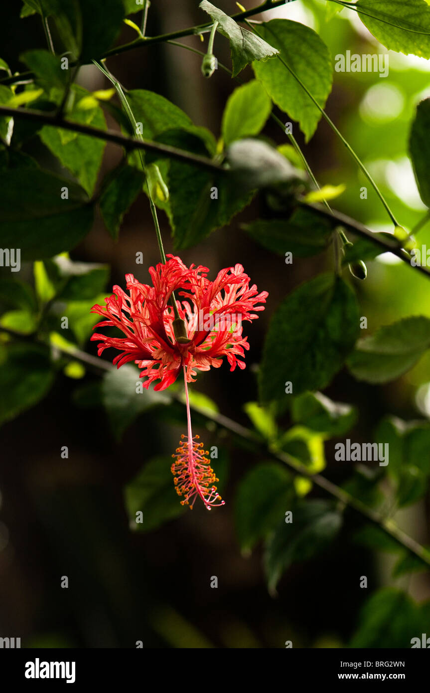 Weeping tree hibiscus hi-res stock photography and images - Alamy