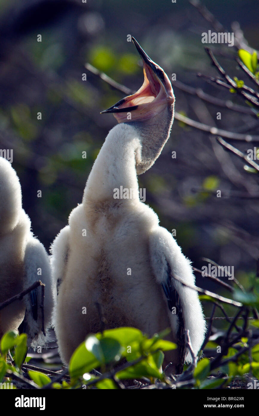Baby Bird Nest Mouth Open High Resolution Stock Photography and Images ...