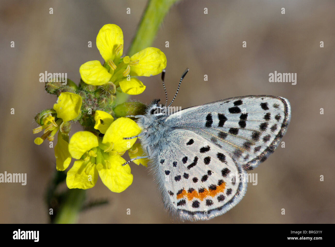 El Segundo Bluel butterfly (Euphilotes battoides allyni) photographed ...