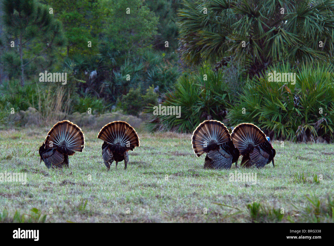 wild turkey-blue cypress lake area-florida-2008 Stock Photo - Alamy
