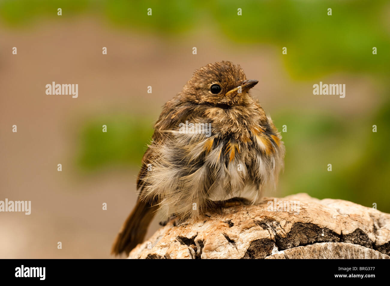 Juvenile robin hi-res stock photography and images - Alamy
