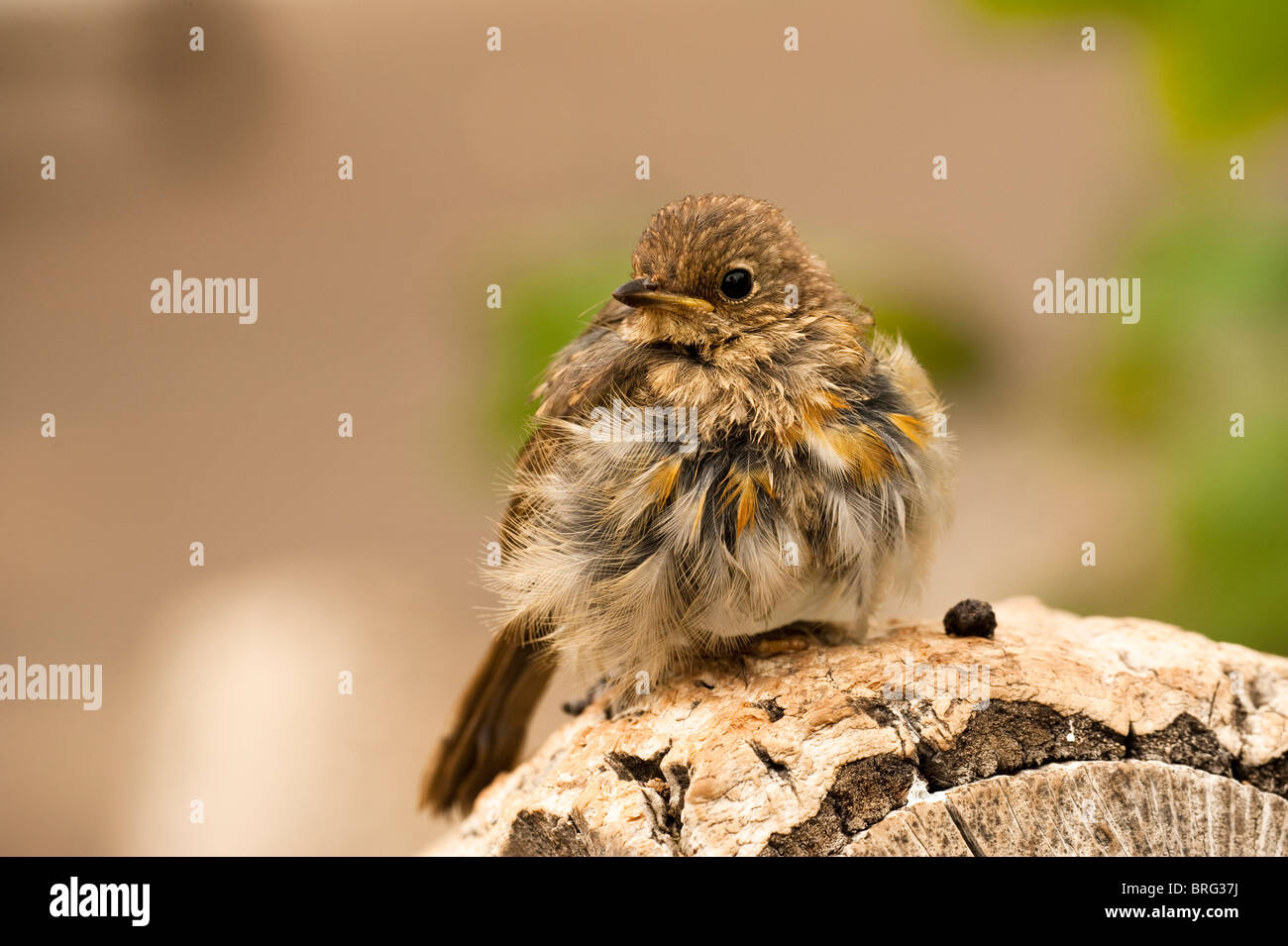 Juvenile robin hi-res stock photography and images - Alamy