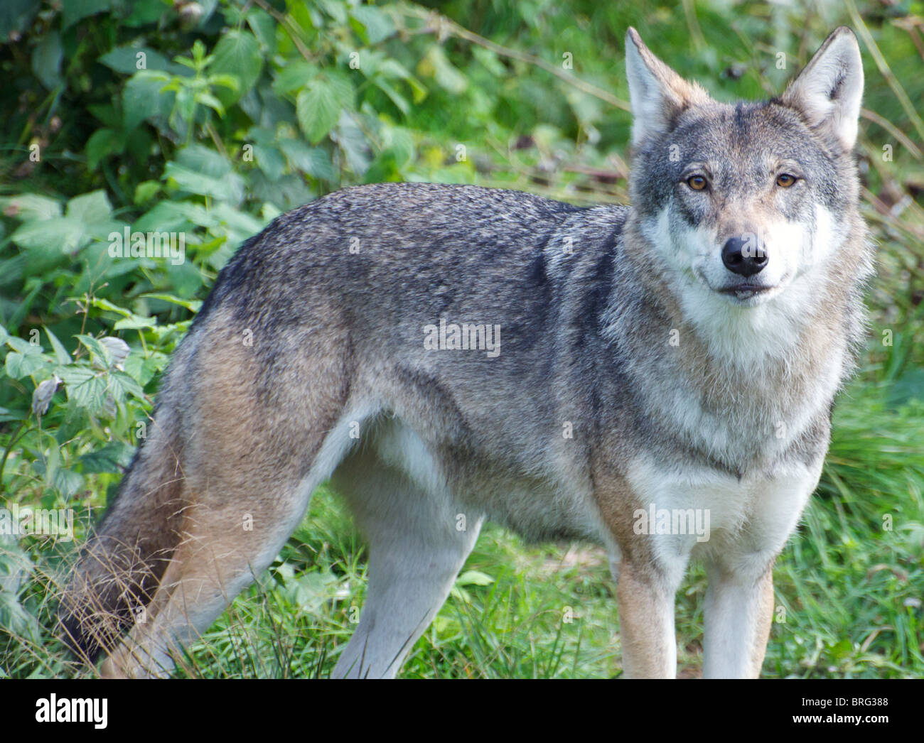 European grey wolf Stock Photo - Alamy