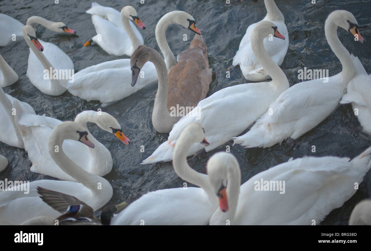 The ugly duckling hi-res stock photography and images - Alamy