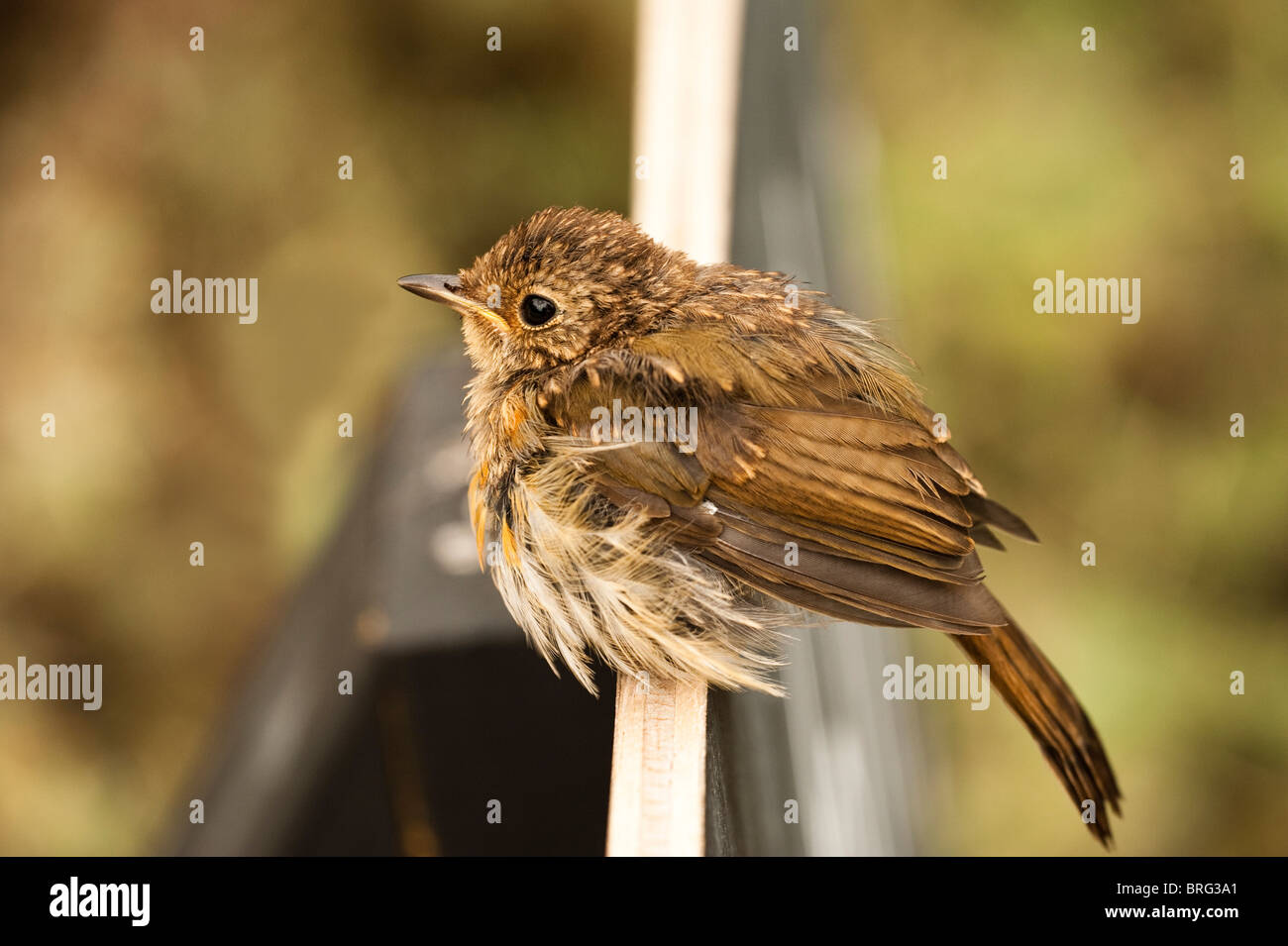 Juvenile robin hi-res stock photography and images - Alamy