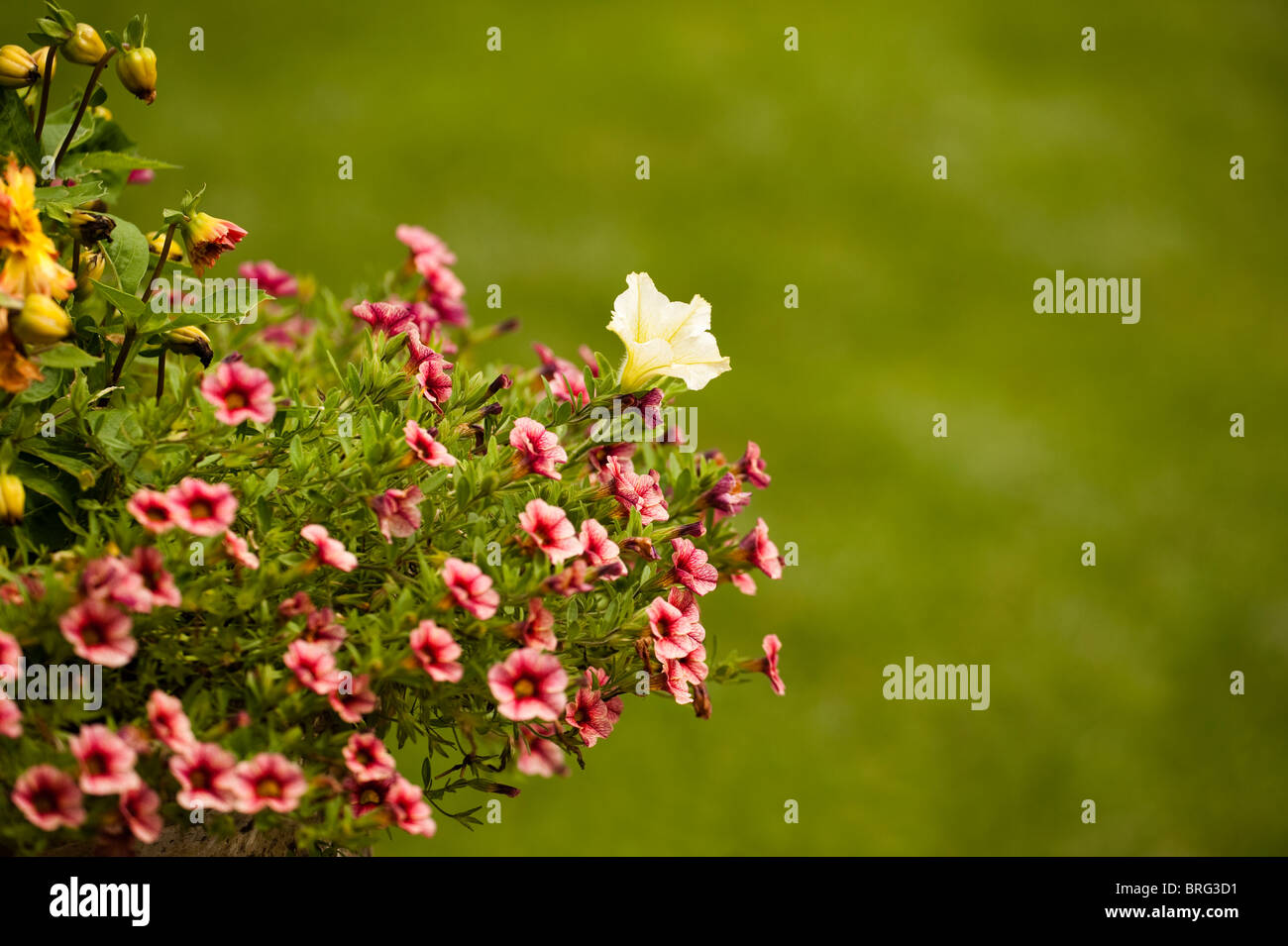 Colourful display of Summer bedding plants in a container Stock Photo ...
