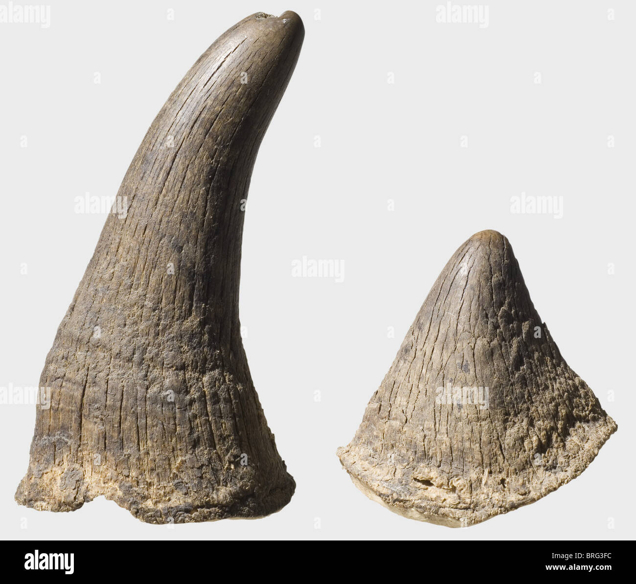 Horns from a black rhinoceros, Africa, before 1920. A small and large ...