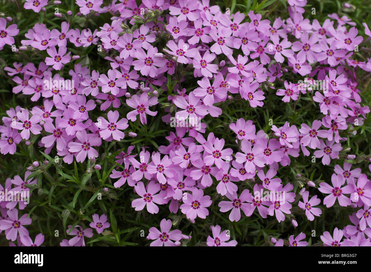 Alpine phlox hi-res stock photography and images - Alamy