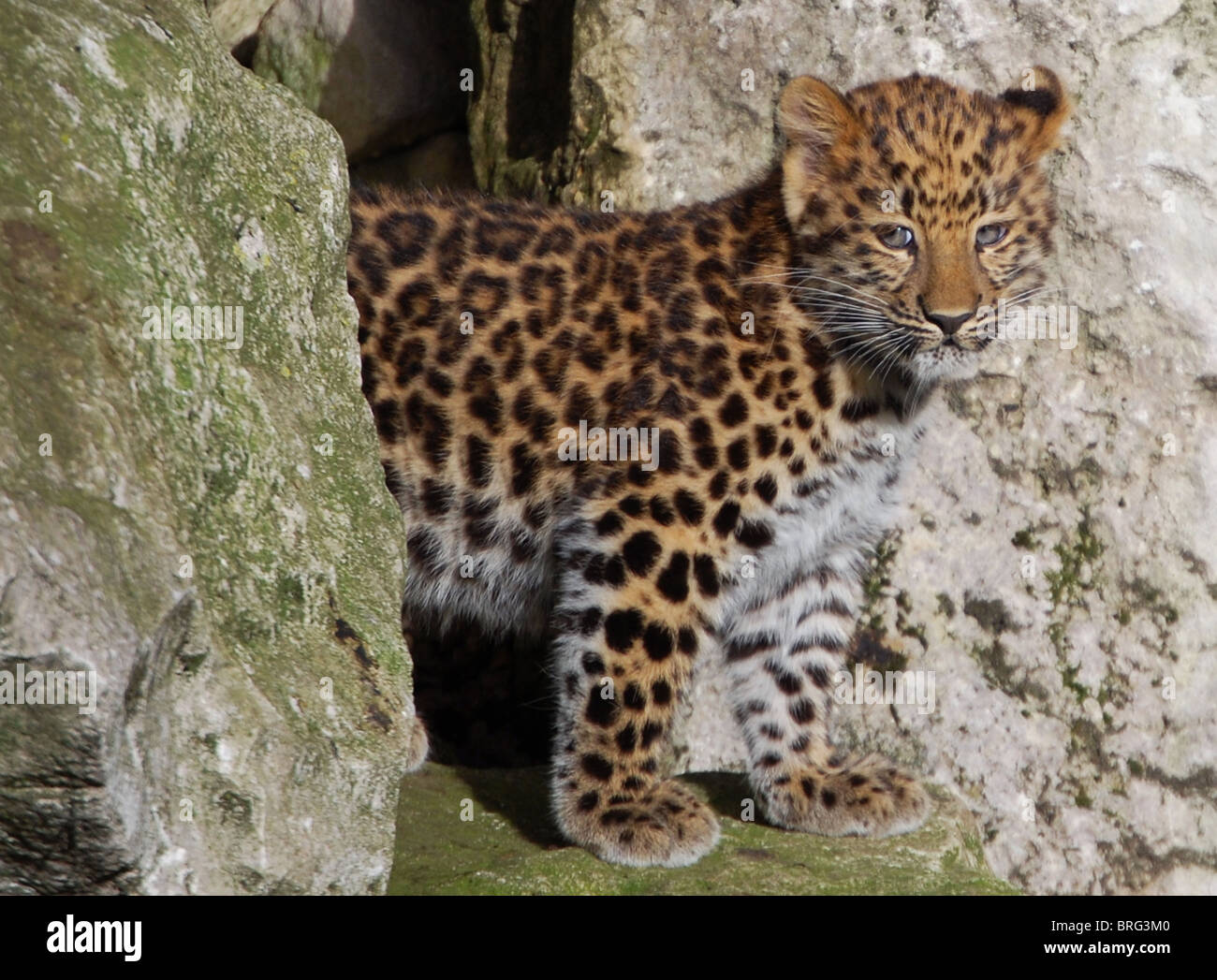 Female Amur leopard cub Stock Photo - Alamy