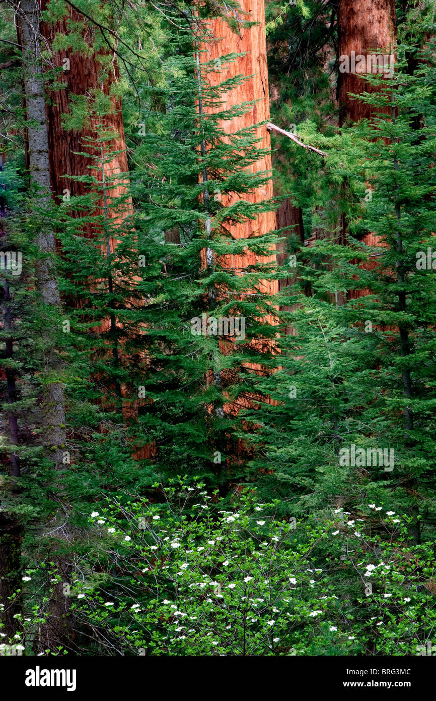 Forest with Giant Sequoia Trees with blooming dogeood tree.. Kings ...