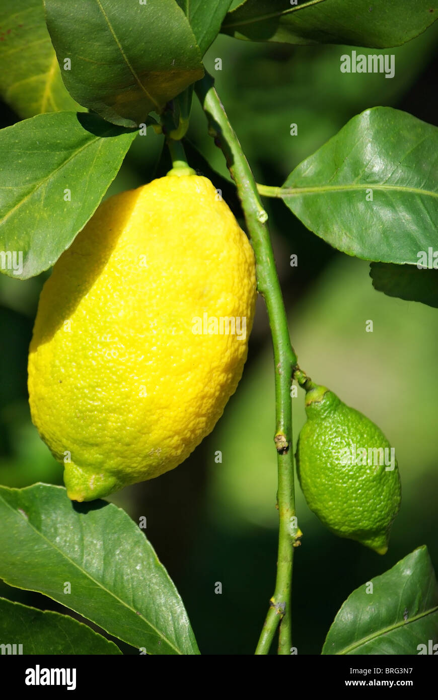 Yellow lemon on tree Stock Photo - Alamy