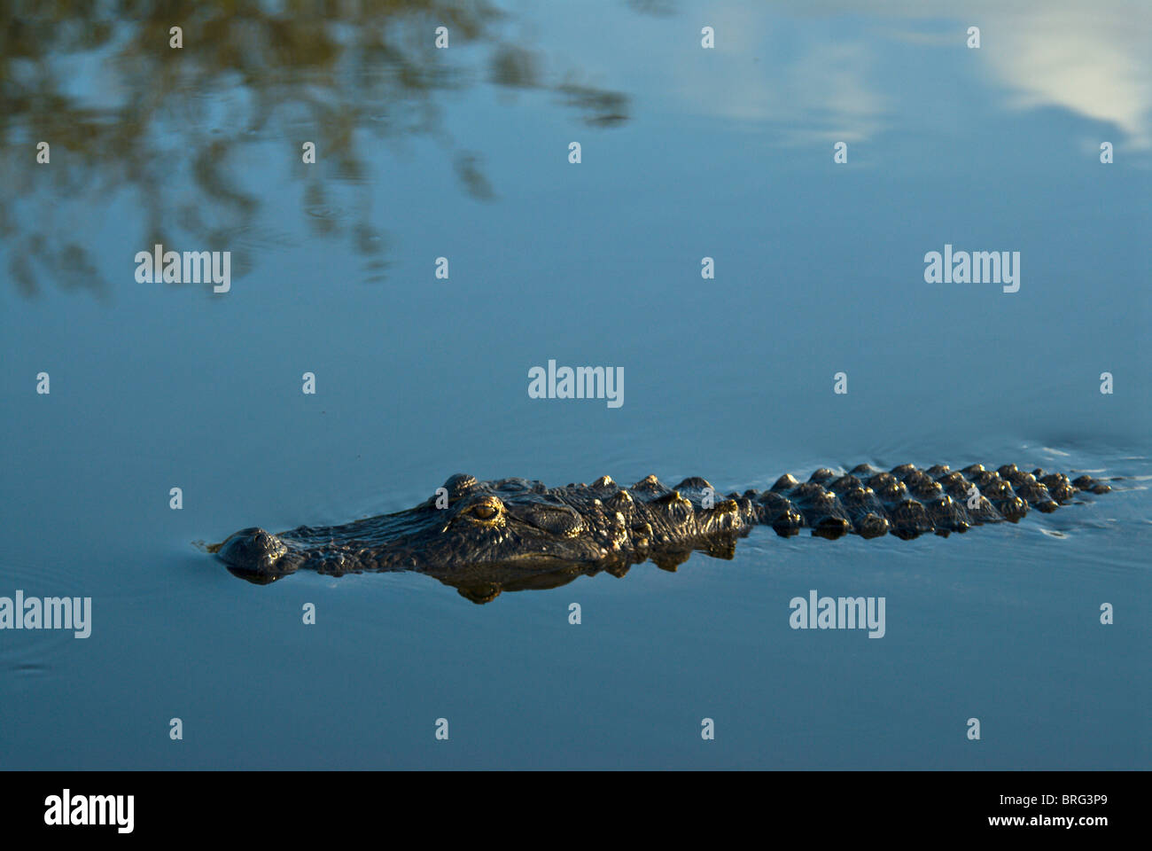 American alligators in florida lake hi-res stock photography and images ...