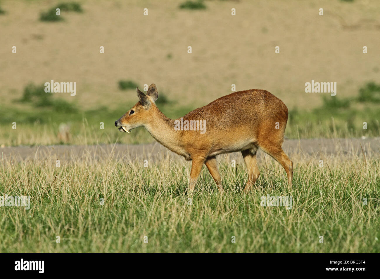 Chinese Water Deer (Hydropotes inermis) - showing tusks Stock Photo - Alamy