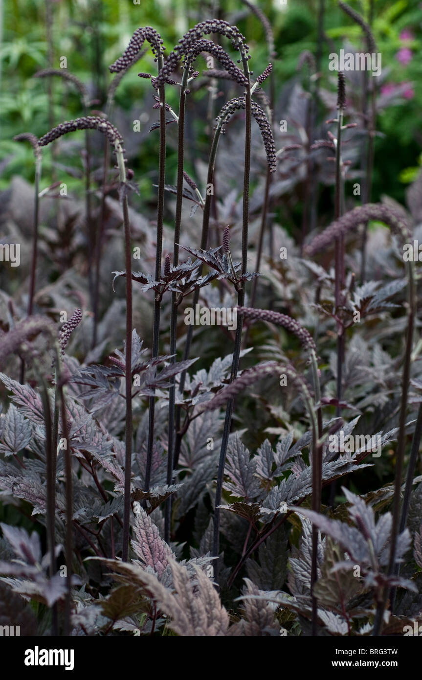 Actaea simplex pink spike hi-res stock photography and images - Alamy