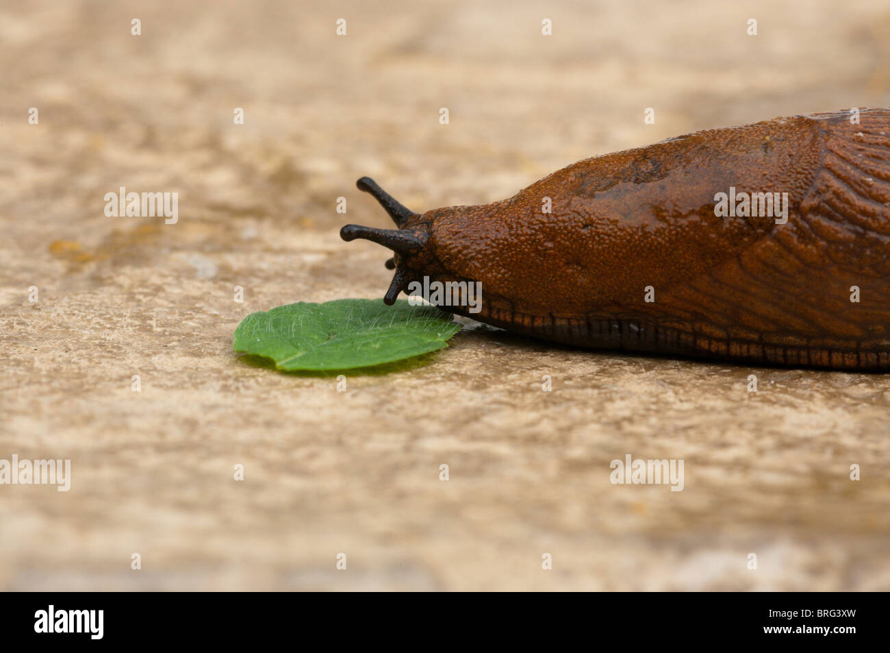 A slug goes on its way on a stone sur4face Stock Photo - Alamy
