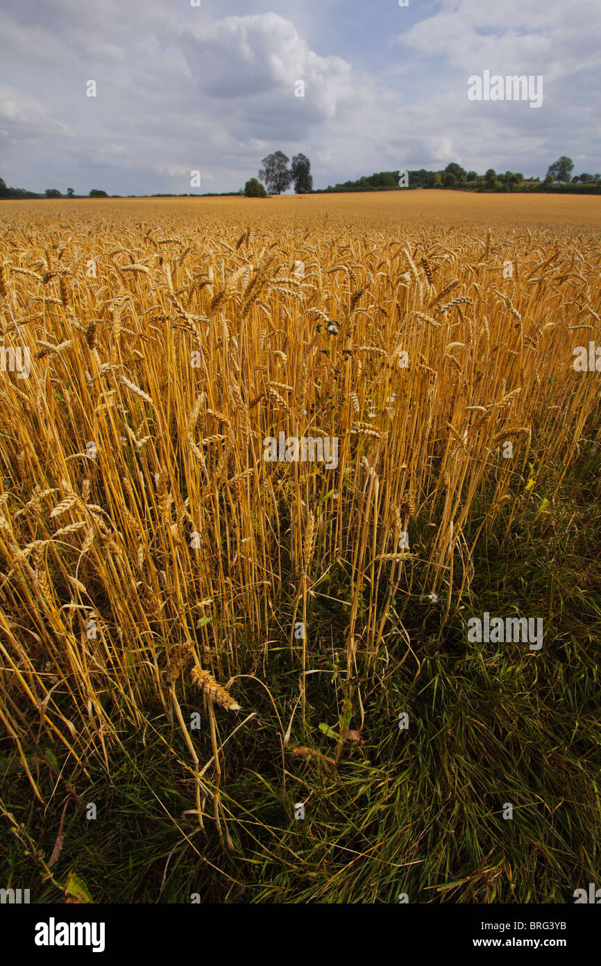 crops growing in a field Stock Photo - Alamy