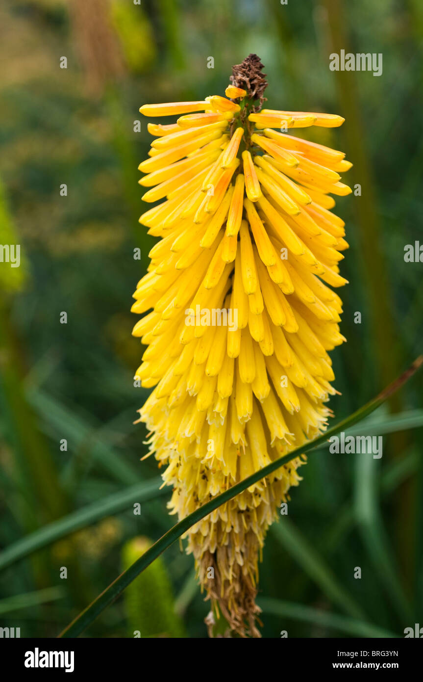 Kniphofia closeup hi-res stock photography and images - Alamy