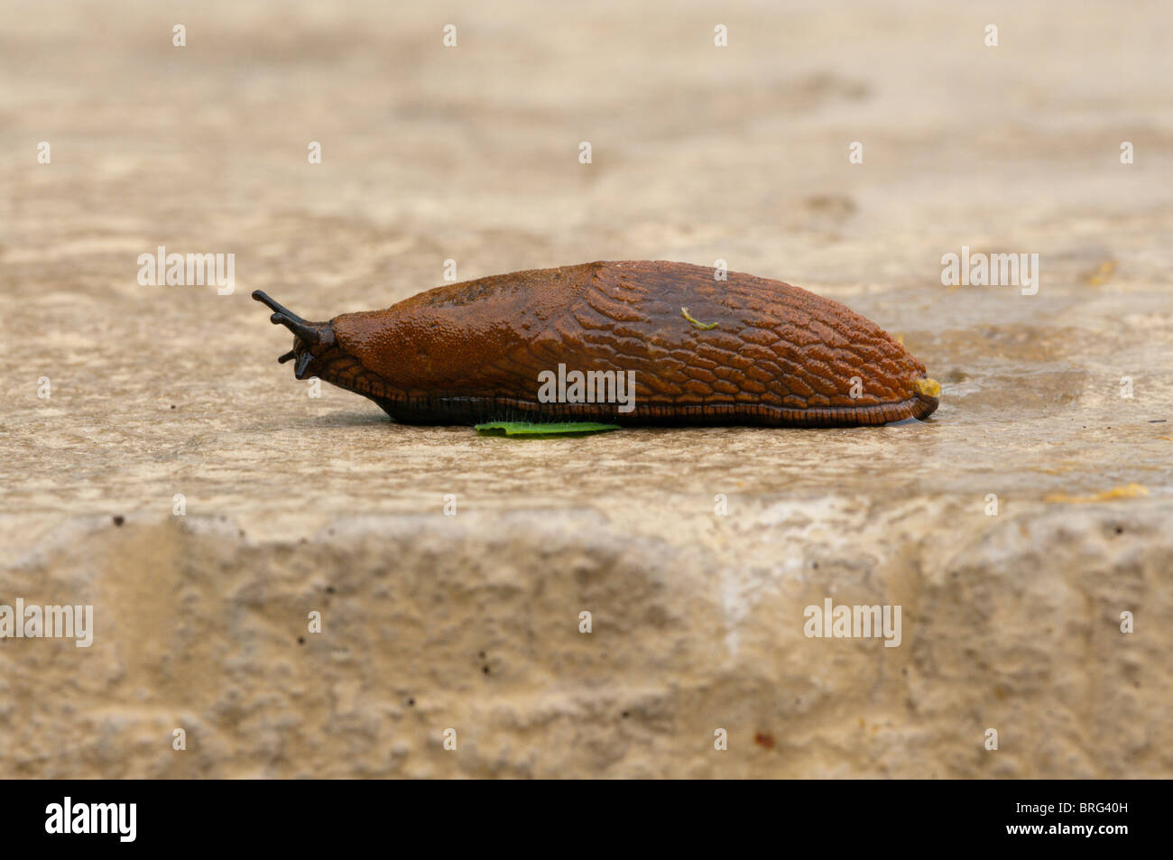 A slug goes on its way on a stone sur4face Stock Photo - Alamy