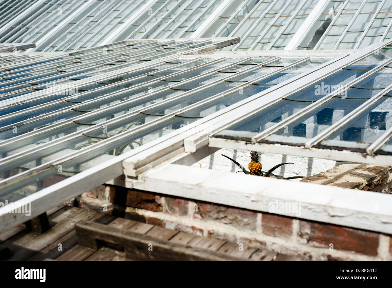 Pineapples growing in the Pineapple Pit at The Lost Gardens of Heligan ...
