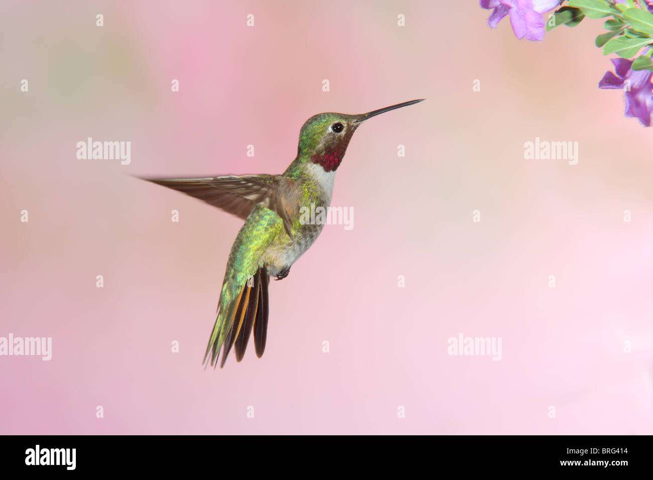 Broad-tailed Hummingbird adult male in flight Stock Photo - Alamy