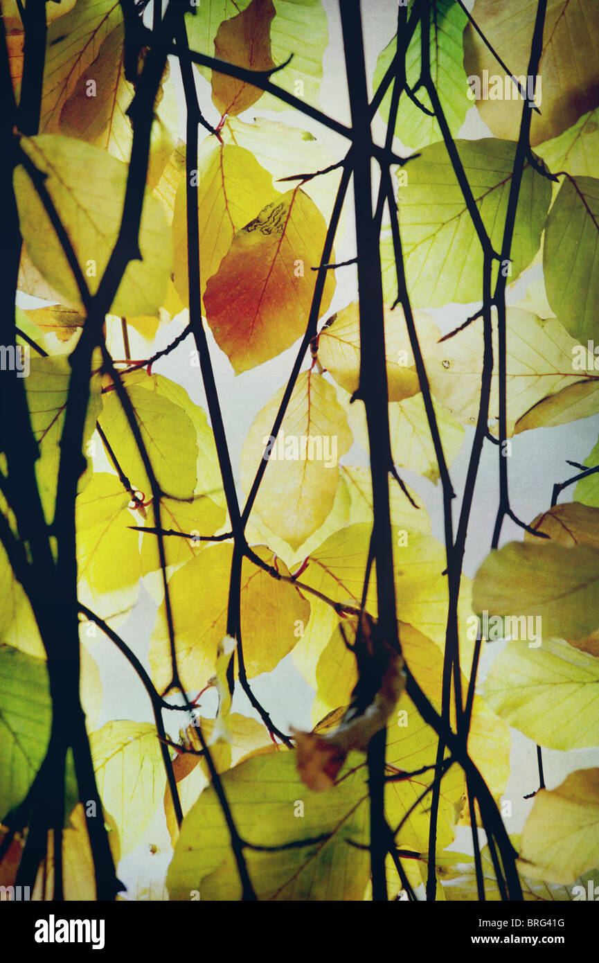 Leaves color change hi-res stock photography and images - Alamy