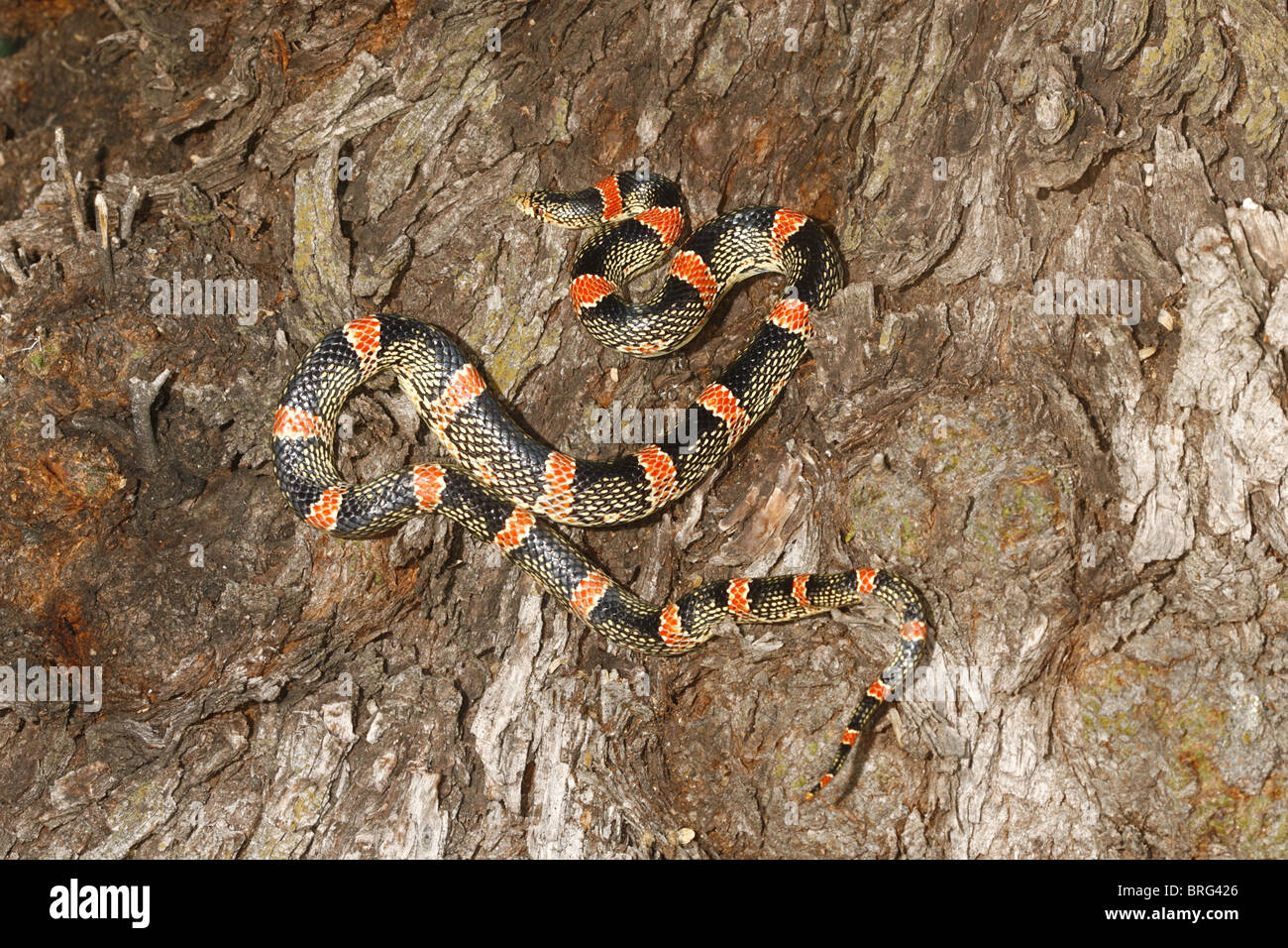 Long nosed snake hi-res stock photography and images - Alamy